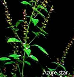 石香薷.石薺 / MOSLA | 分享蔚藍